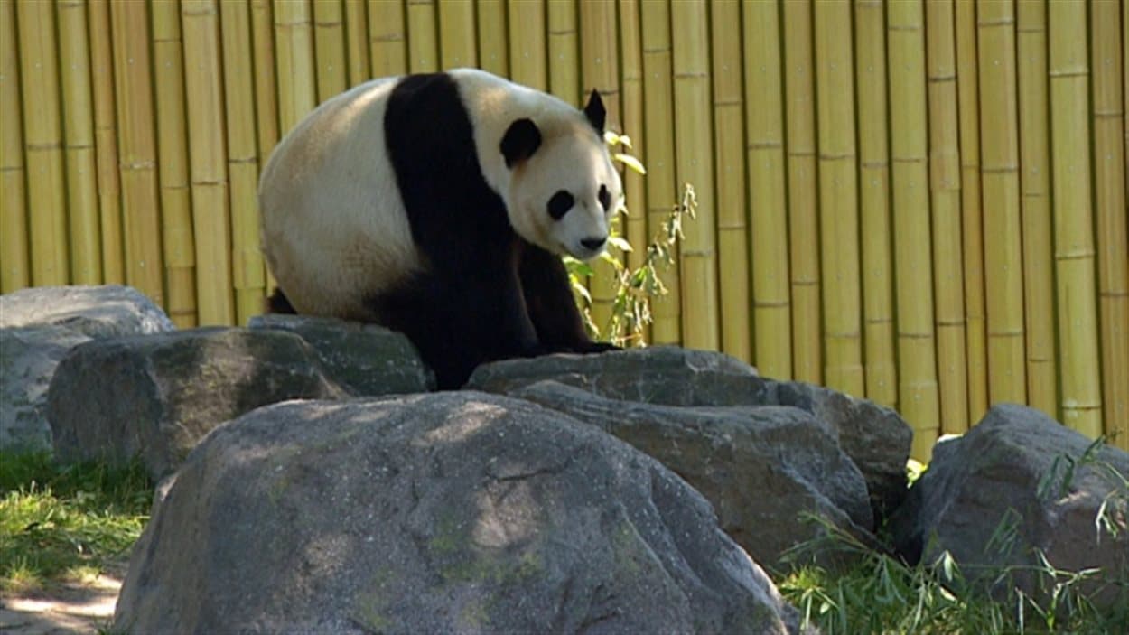 Les pandas géants au zoo de Calgary seront-ils rentables? | Radio-Canada