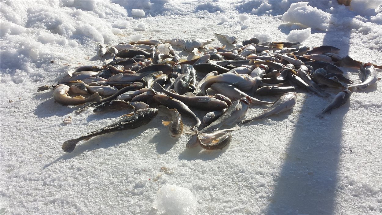 Saison désastreuse pour la pêche aux petits poissons des chenaux ...