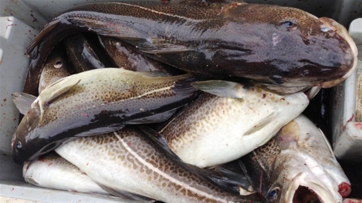 Des pêcheurs à Terre-Neuve dénoncent une pêche sentinelle | Radio-Canada