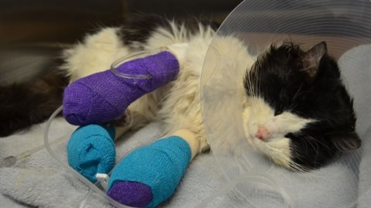 Un chat pourrait perdre ses pattes après avoir été attaché avec du ...