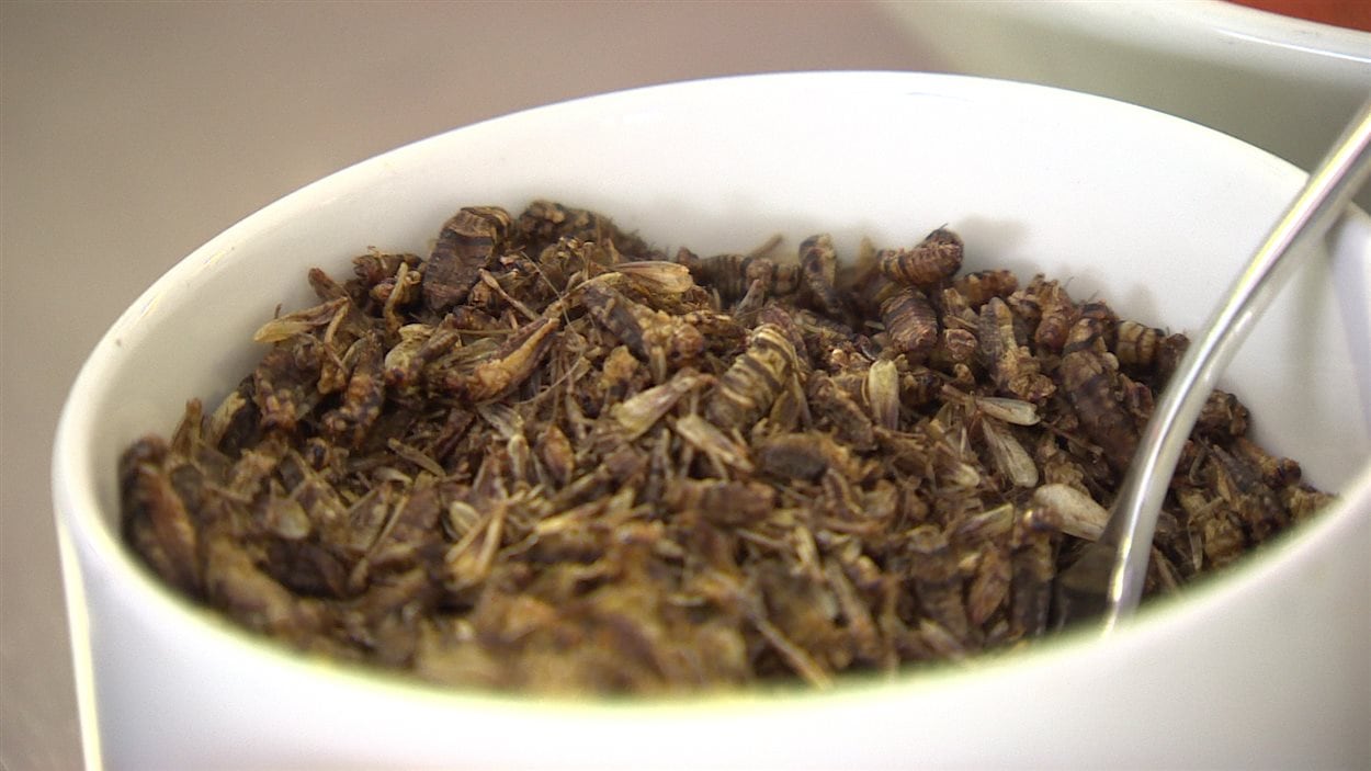 Des repas à base d'insectes dans les assiettes de l'Université de ...