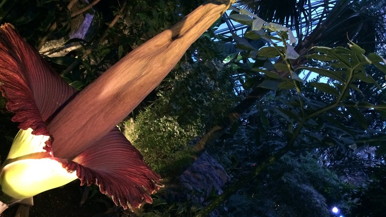 Putrella, la fleur à l'odeur nauséabonde, se dévoile enfin à Edmonton ...