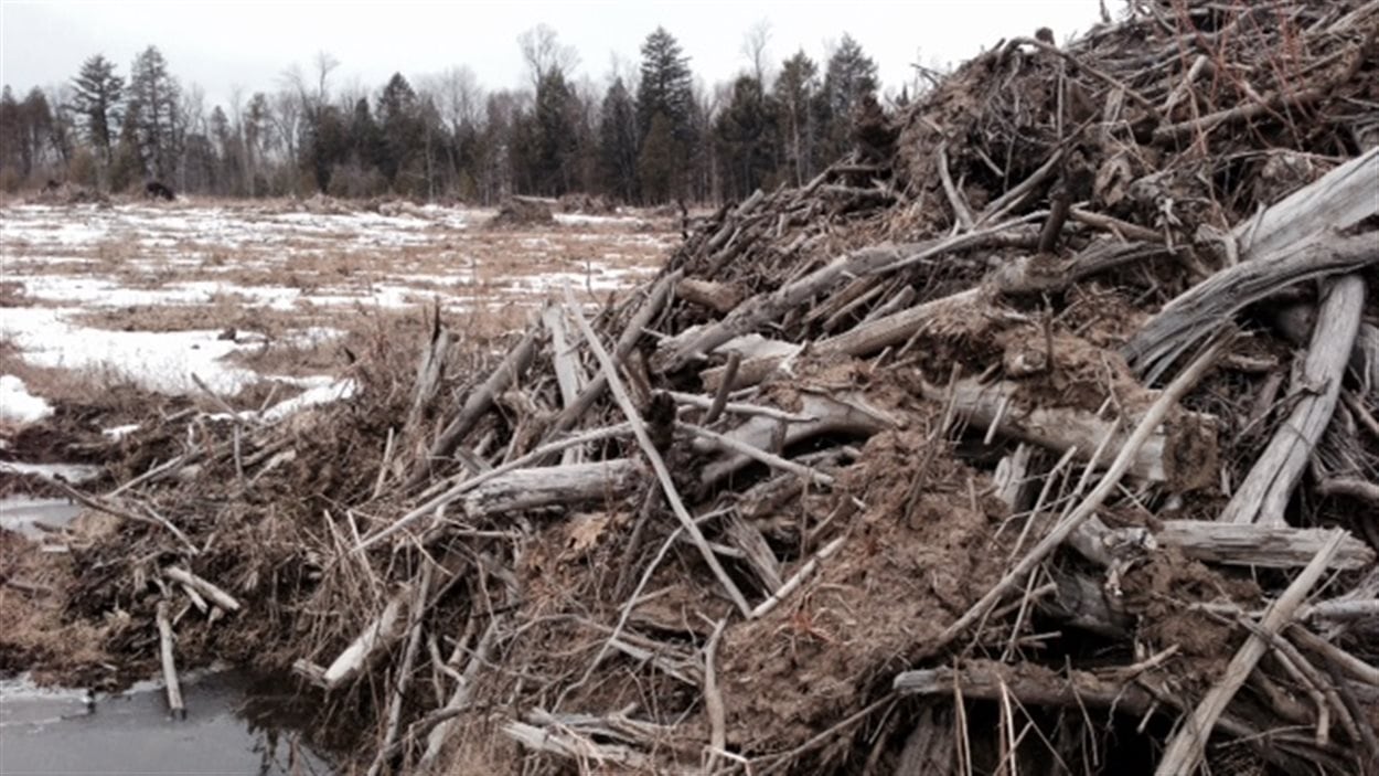 Le déboisement à des fins agricoles de nouveau sur la sellette dans l ...