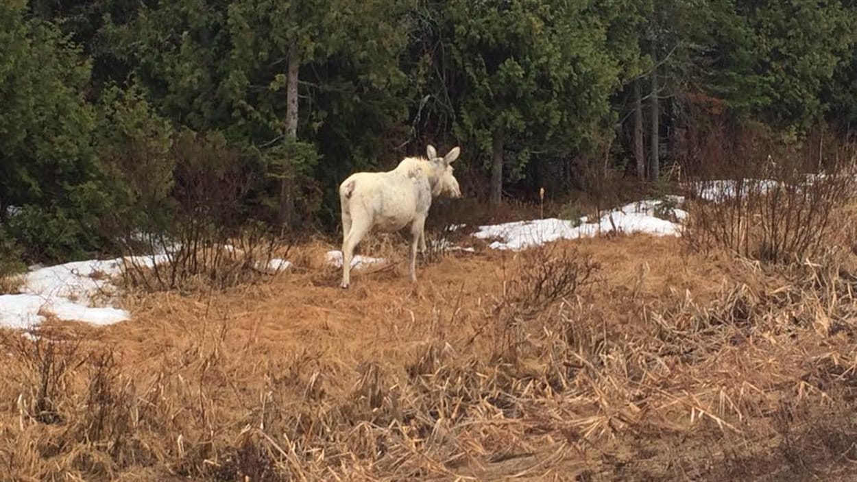 L’orignal blanc de Foleyet sort des bois | Radio-Canada