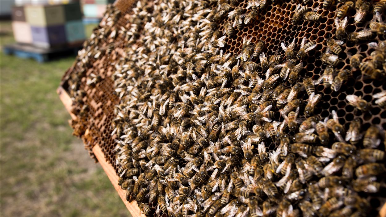 Élever des abeilles, plus qu'un simple métier | Radio-Canada Élever des abeilles, plus qu'un simple métier | Radio-Canada