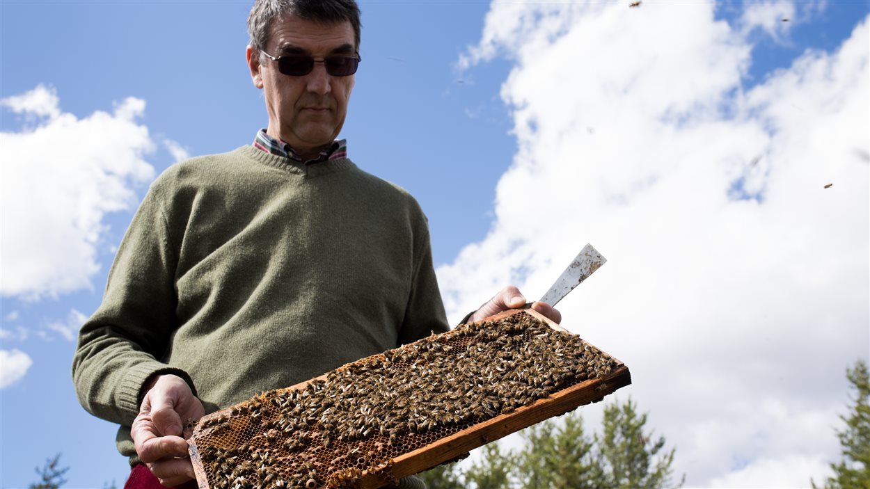 Élever des abeilles, plus qu'un simple métier | Radio-Canada Élever des abeilles, plus qu'un simple métier | Radio-Canada
