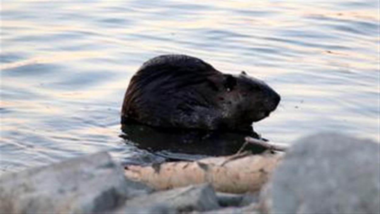 La mort cruelle d’un castor à Whitehorse | Radio-Canada