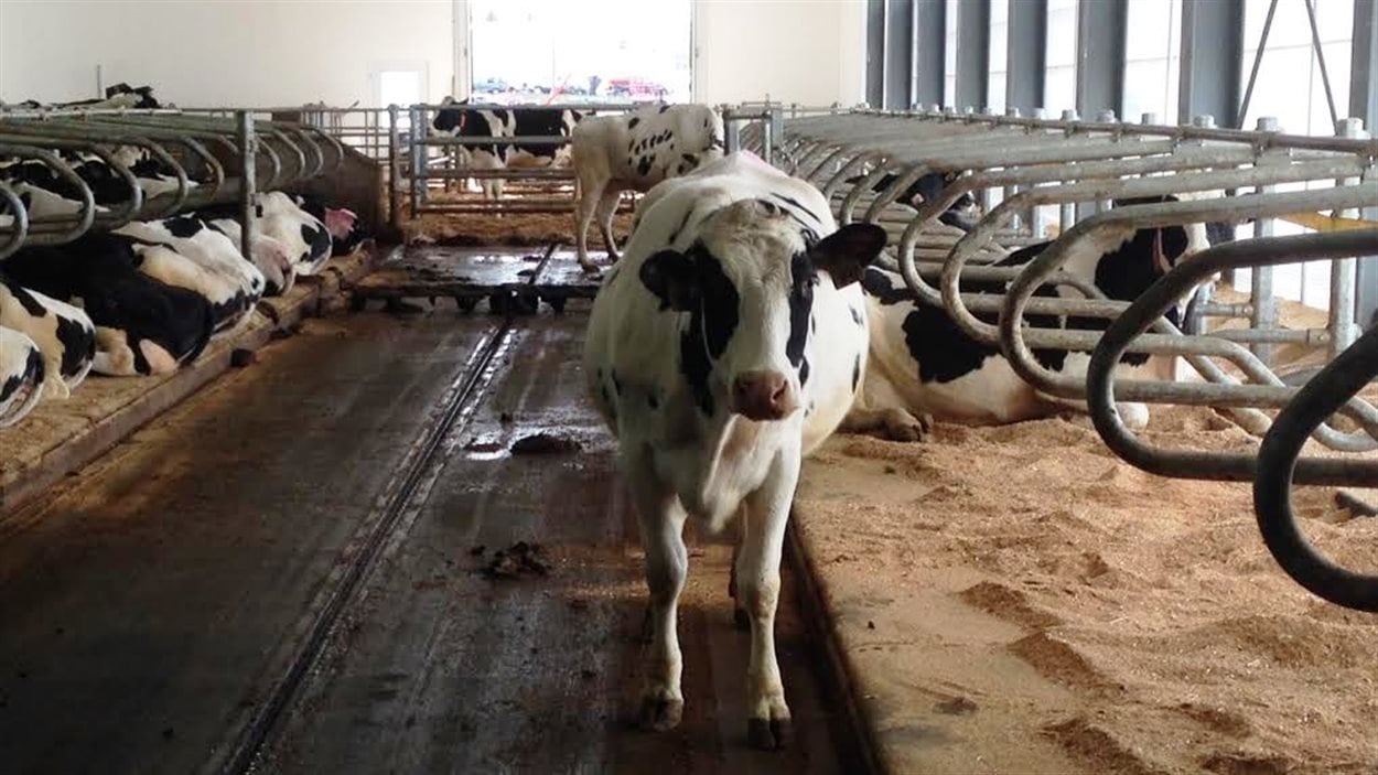 Une ferme laitière au N.-B. à la fine pointe de la technologie | Radio ...