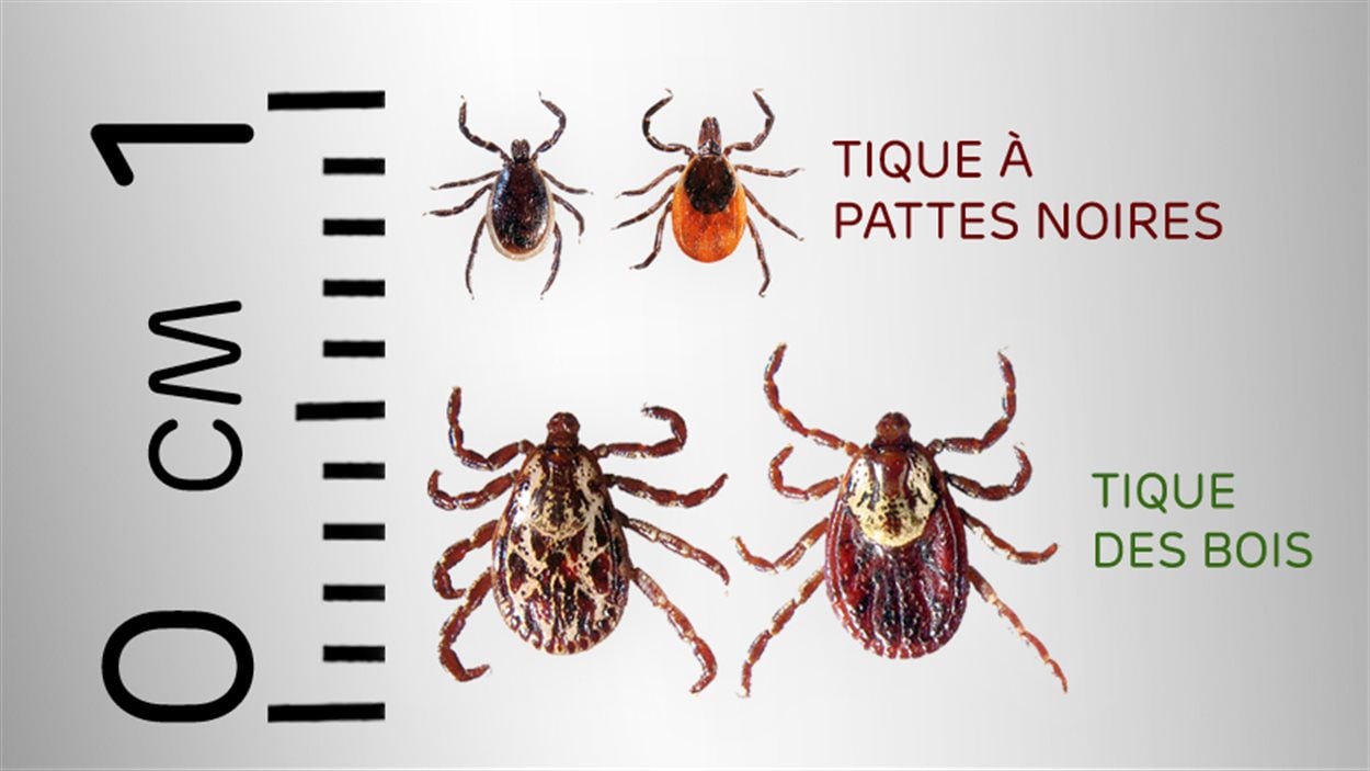 Retour des tiques : la prudence est de mise | Radio-Canada