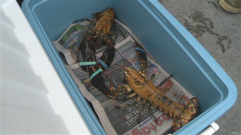 Homards multicolores chouchoutés | Radio-Canada
