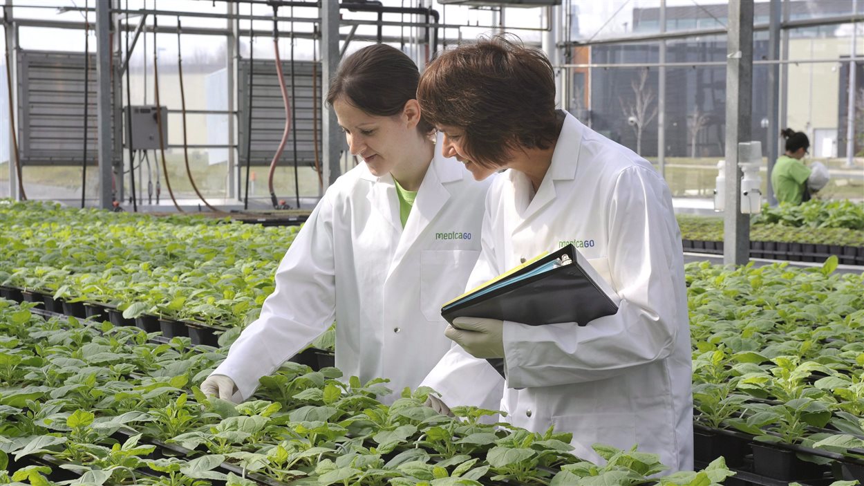 Le Canada fait appel à Medicago de Québec | Radio-Canada