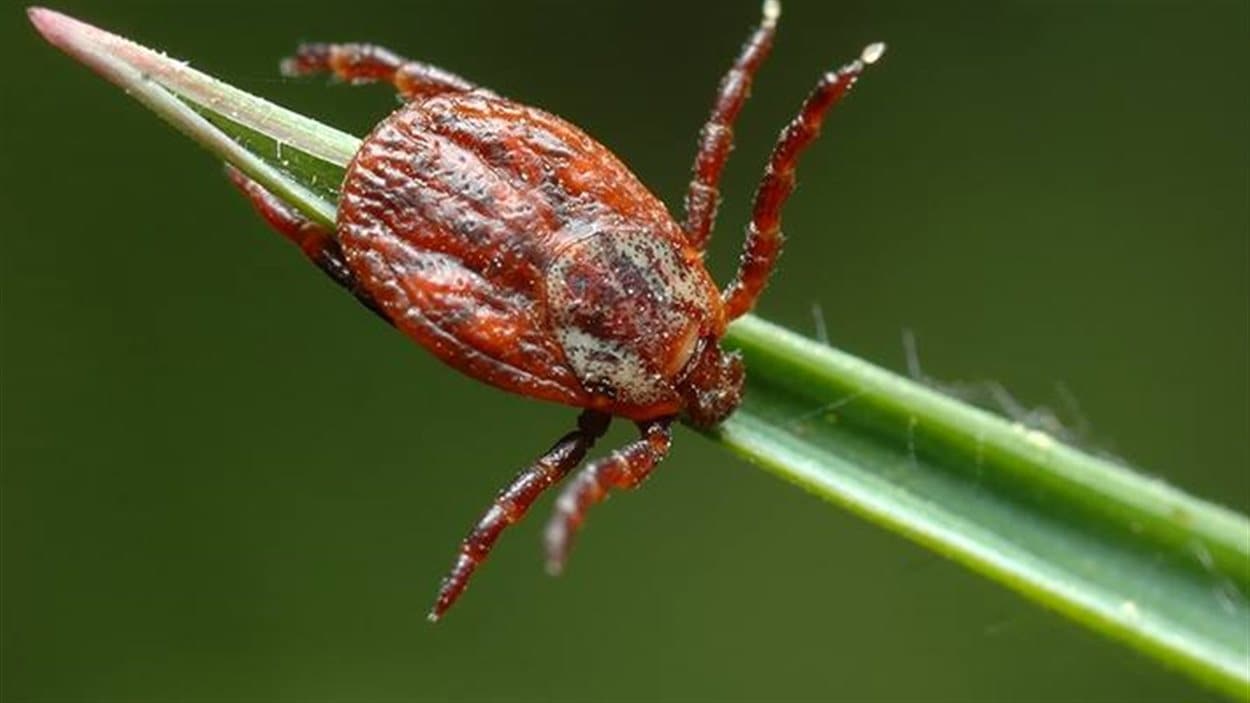 Avertissement contre les tiques | Radio-Canada