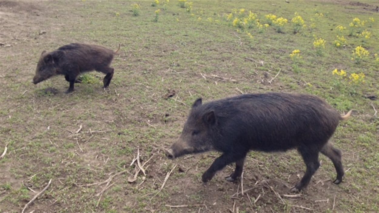 La Viande De Sanglier Se Taille Une Place Sur Les Tables Du Québec