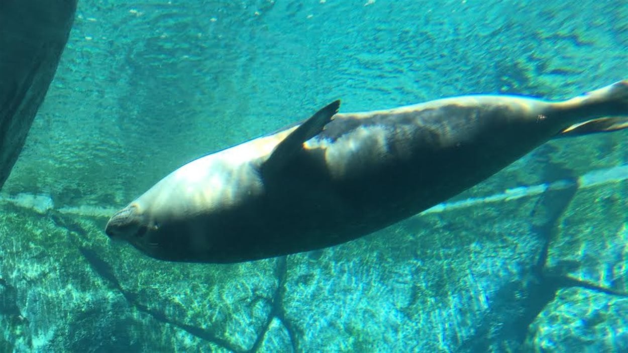 Deux nouveaux phoques au zoo du parc Assiniboine | Radio-Canada