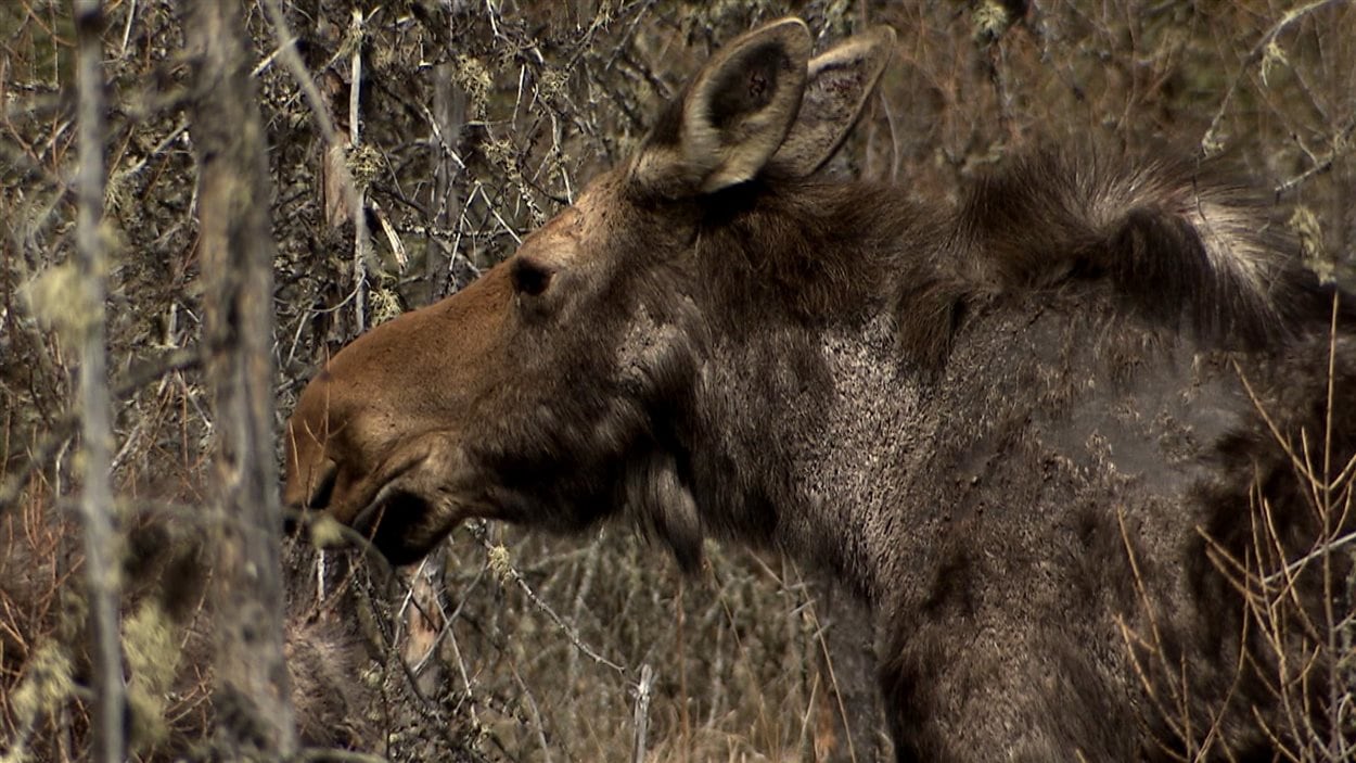 Des orignaux infestés par la tique d'hiver | Radio-Canada.ca