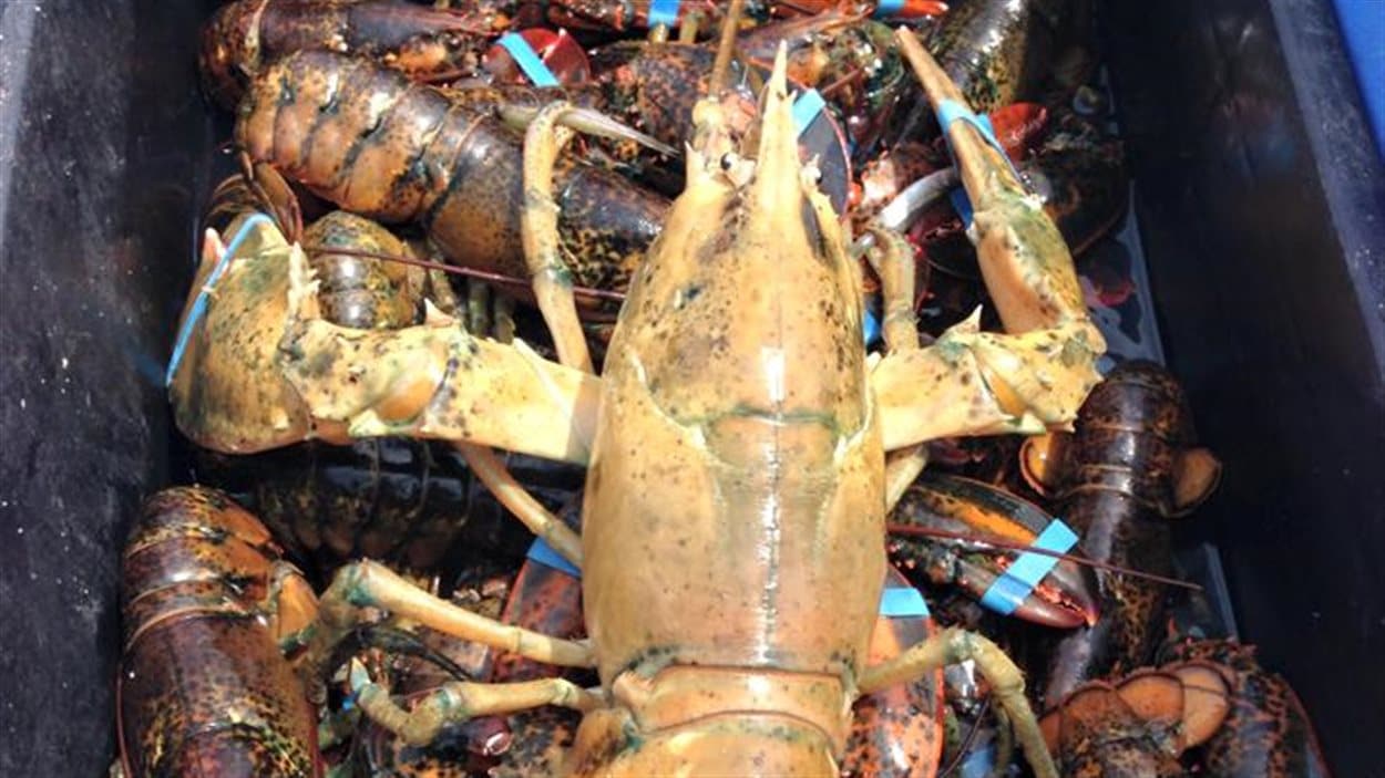 Plus de homards aux couleurs insolites cette année? | Radio-Canada
