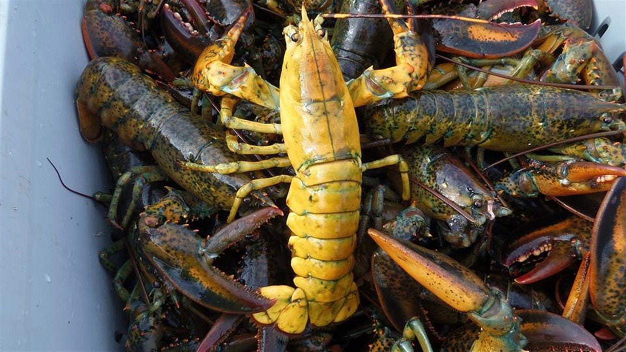 Plus de homards aux couleurs insolites cette année? | Radio-Canada