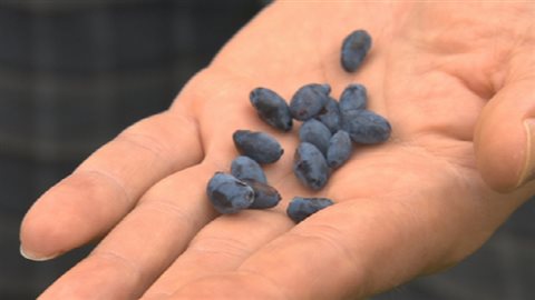 La camerise, un fruit aux mille et une saveurs | Radio-Canada