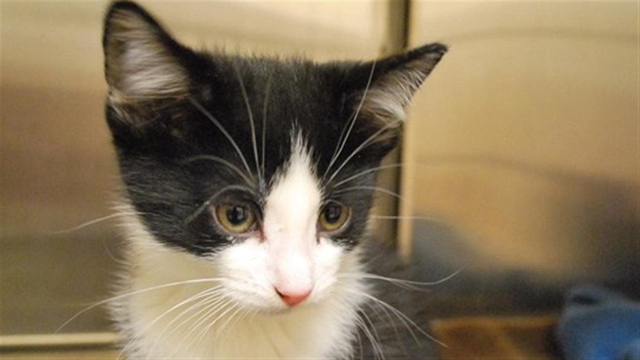 Des animaux identifiés grâce à une micropuce par la SPA Mauricie ...