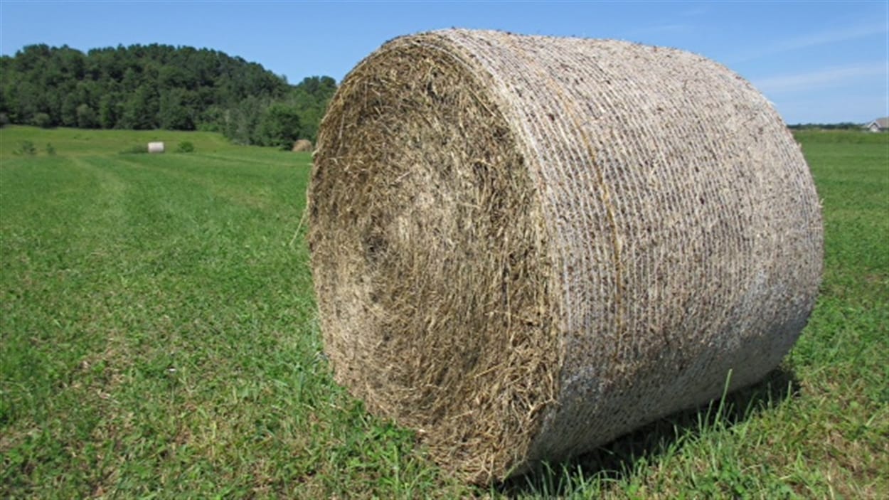 Du foin du Manitoba pour aider des fermiers albertains | Radio-Canada