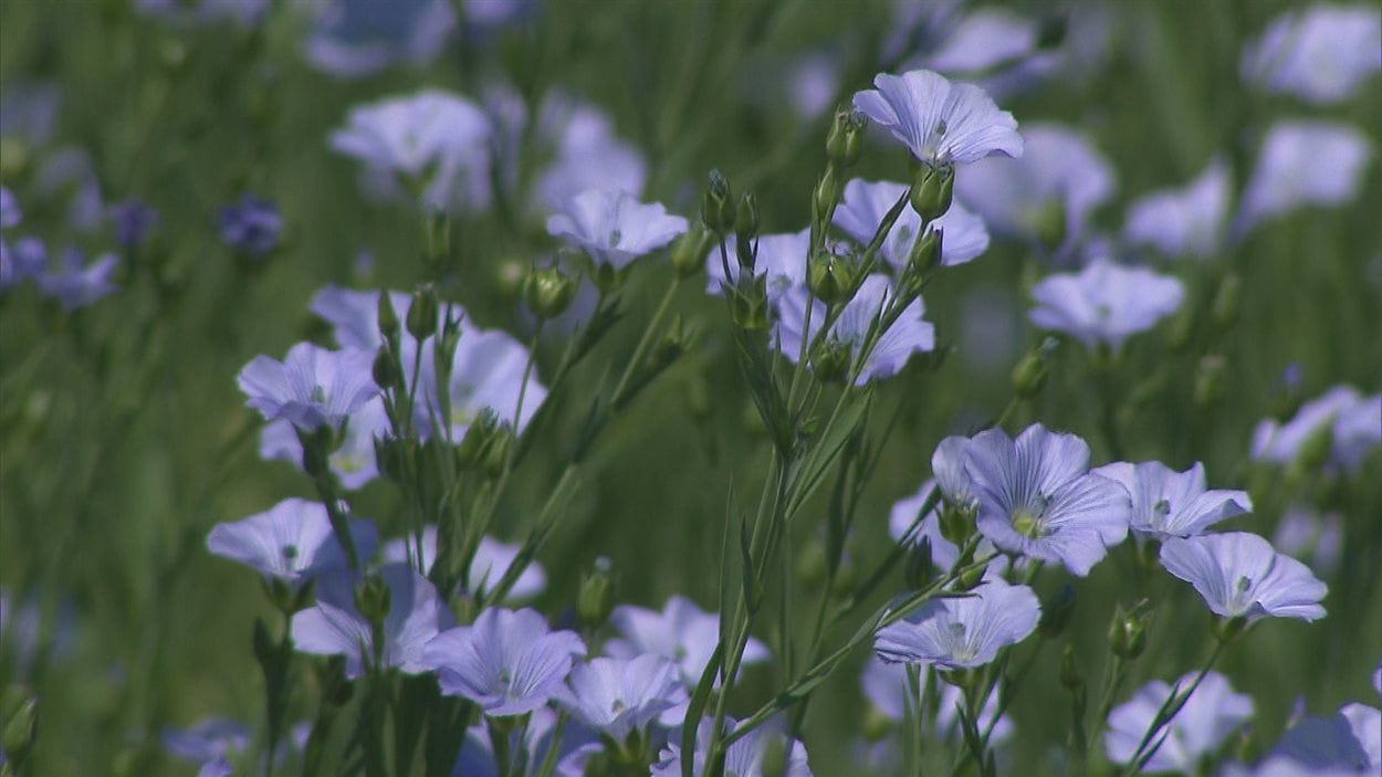 Développer la culture de la fibre de lin dans La Mitis | Radio-Canada.ca