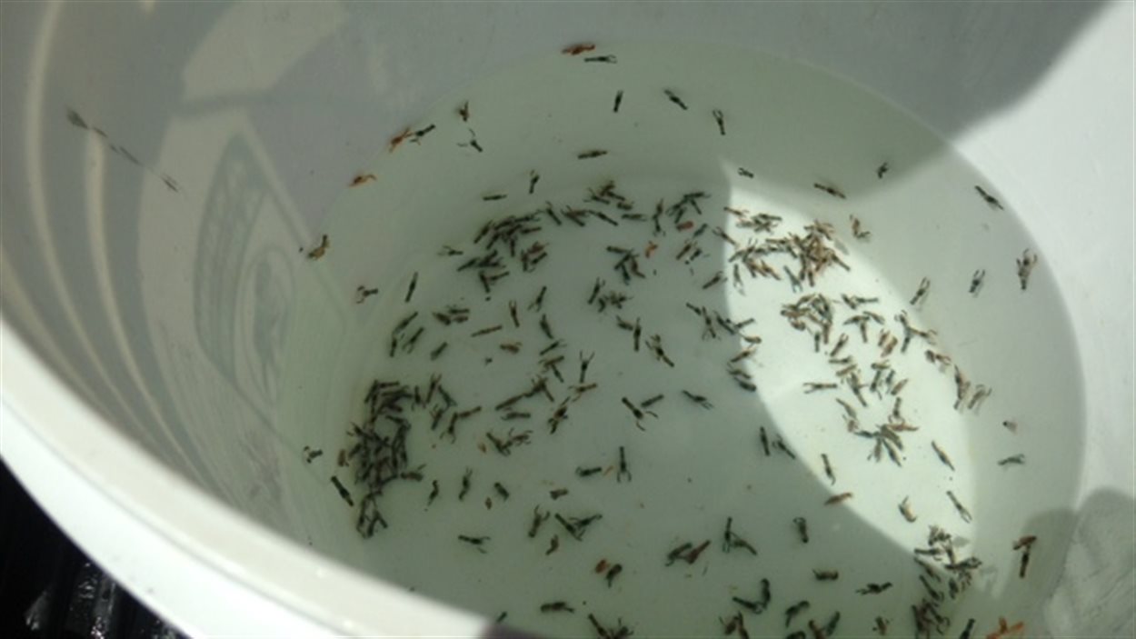 500 minuscules homards au musée Exploramer | Radio-Canada