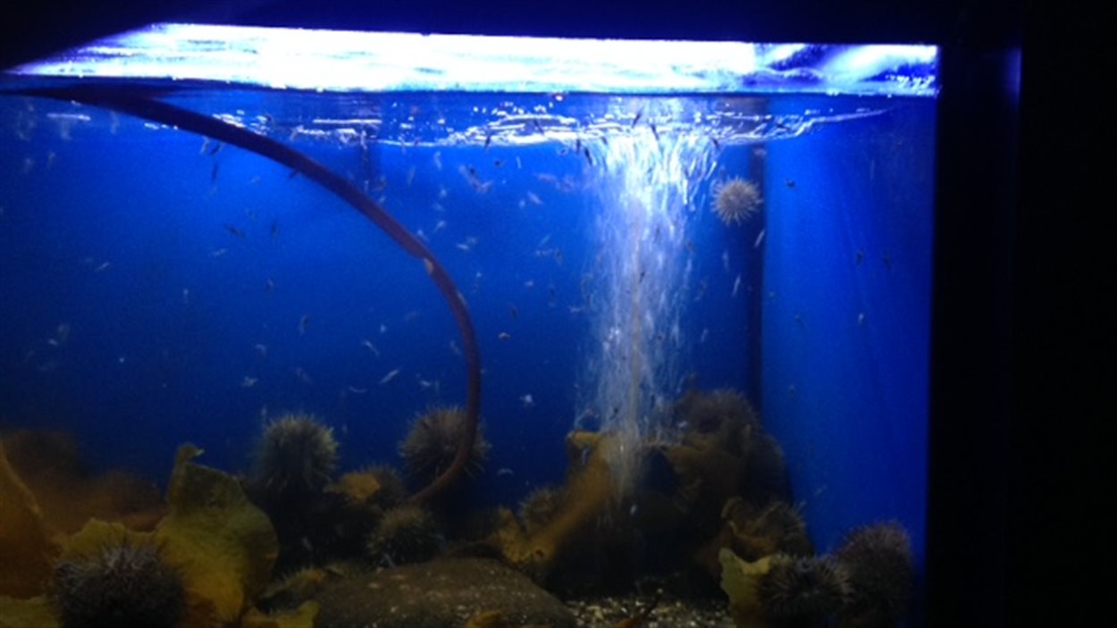 500 minuscules homards au musée Exploramer | Radio-Canada