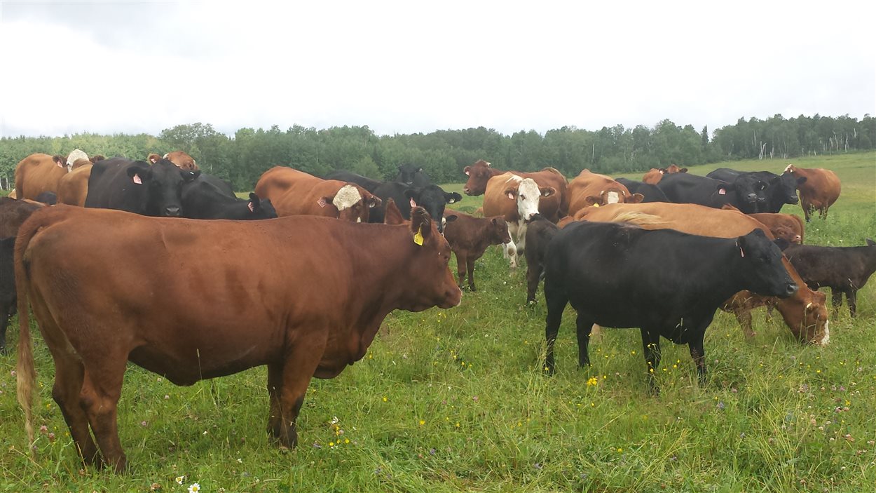 Sortie de crise pour les producteurs bovins de la région | Radio-Canada