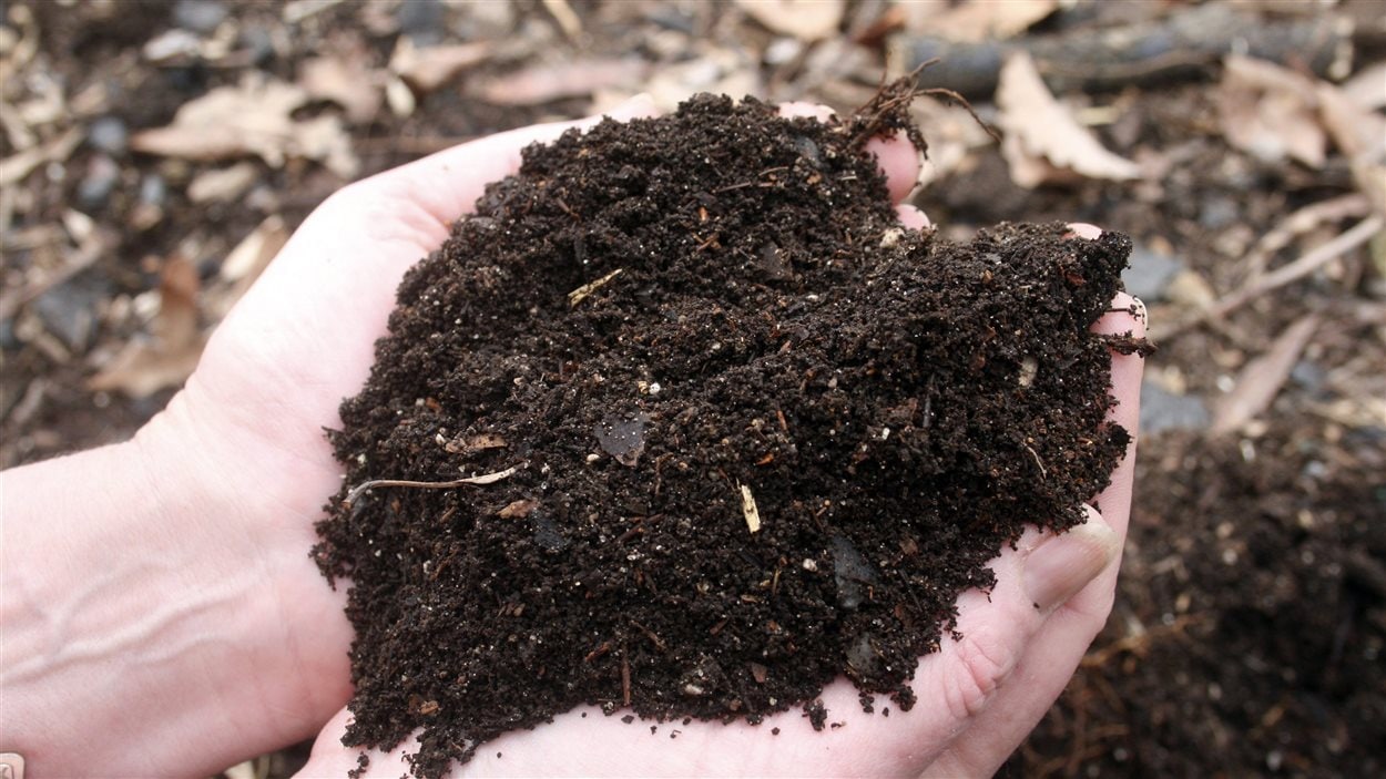 Bac brun en Mauricie pour 2019: la RGMRM cherche quoi faire avec le ...