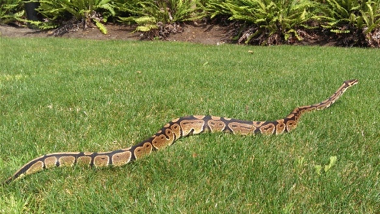 Un python découvert dans la nature à Burnaby | Radio-Canada