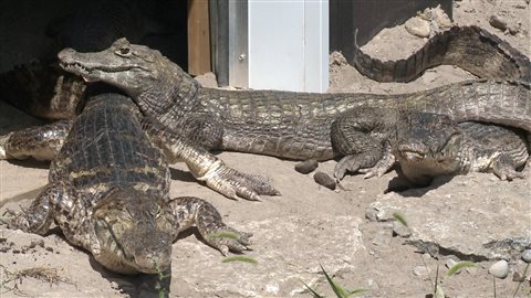 Sauvetage de 150 reptiles à Toronto | Radio-Canada