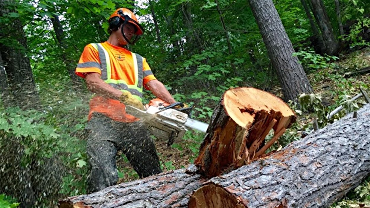 L’arboriculture, un véritable « far west » selon des membres de l ...