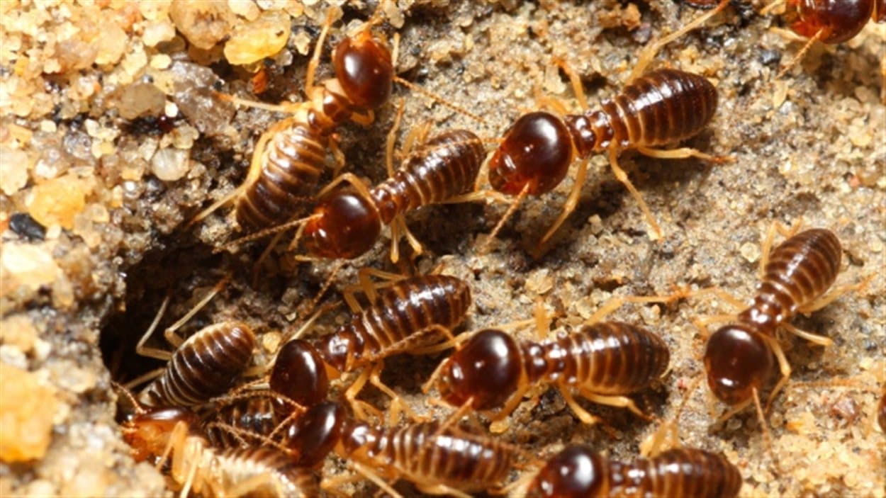 Invasion de termites dans le quartier de Saint-Boniface | Radio-Canada