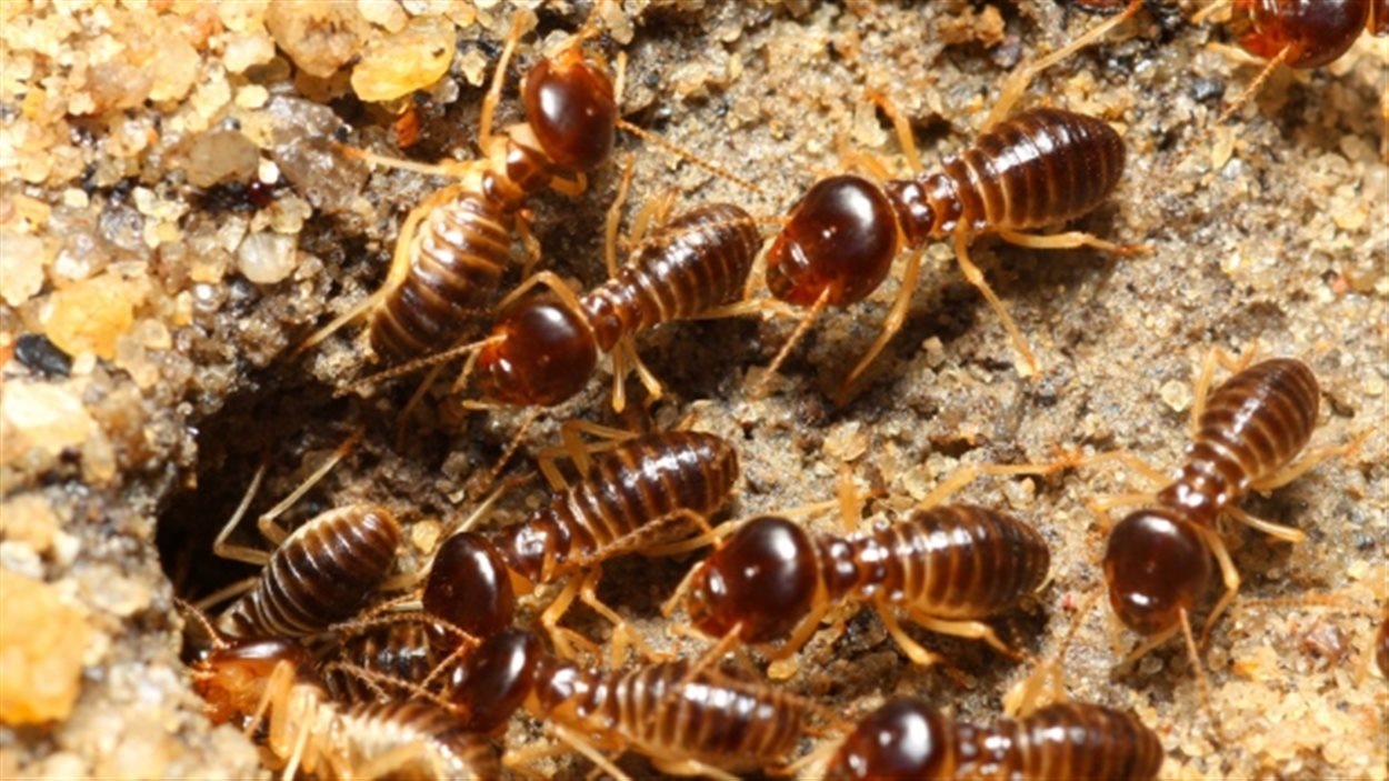 Invasion de termites dans le quartier de Saint-Boniface | Radio-Canada