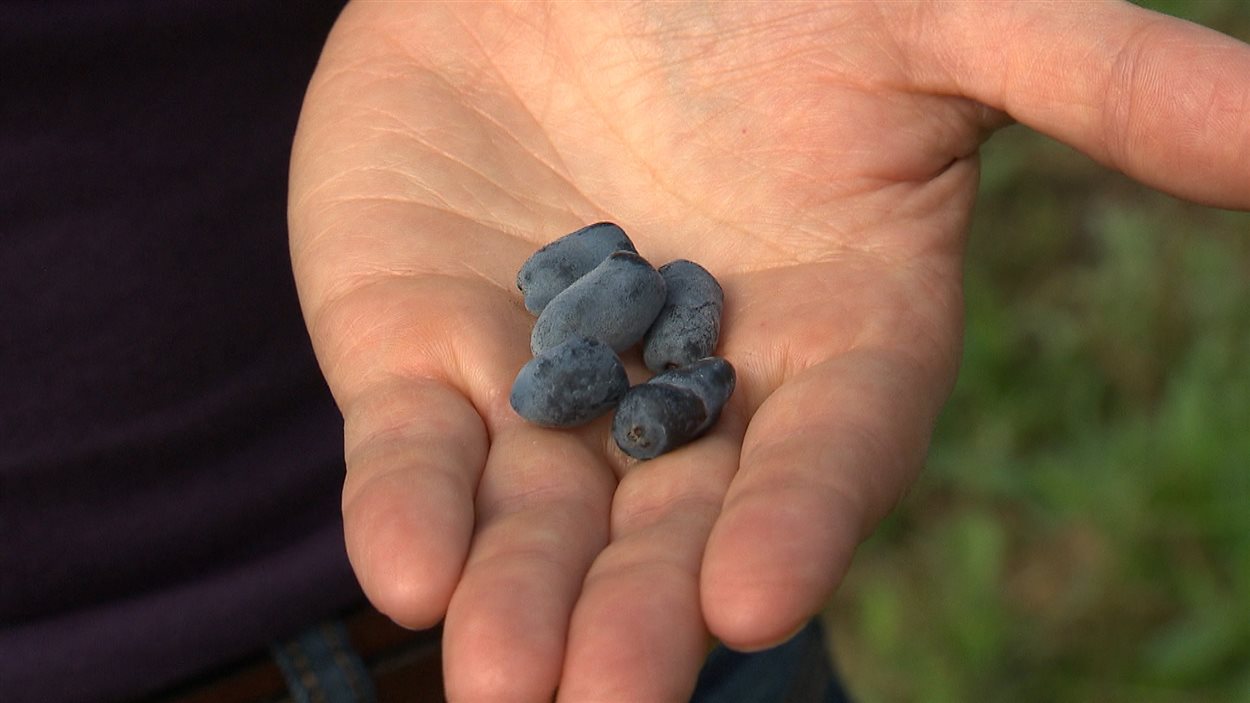 À Pointe-Lebel : première récolte de camerise, petit fruit aux ...