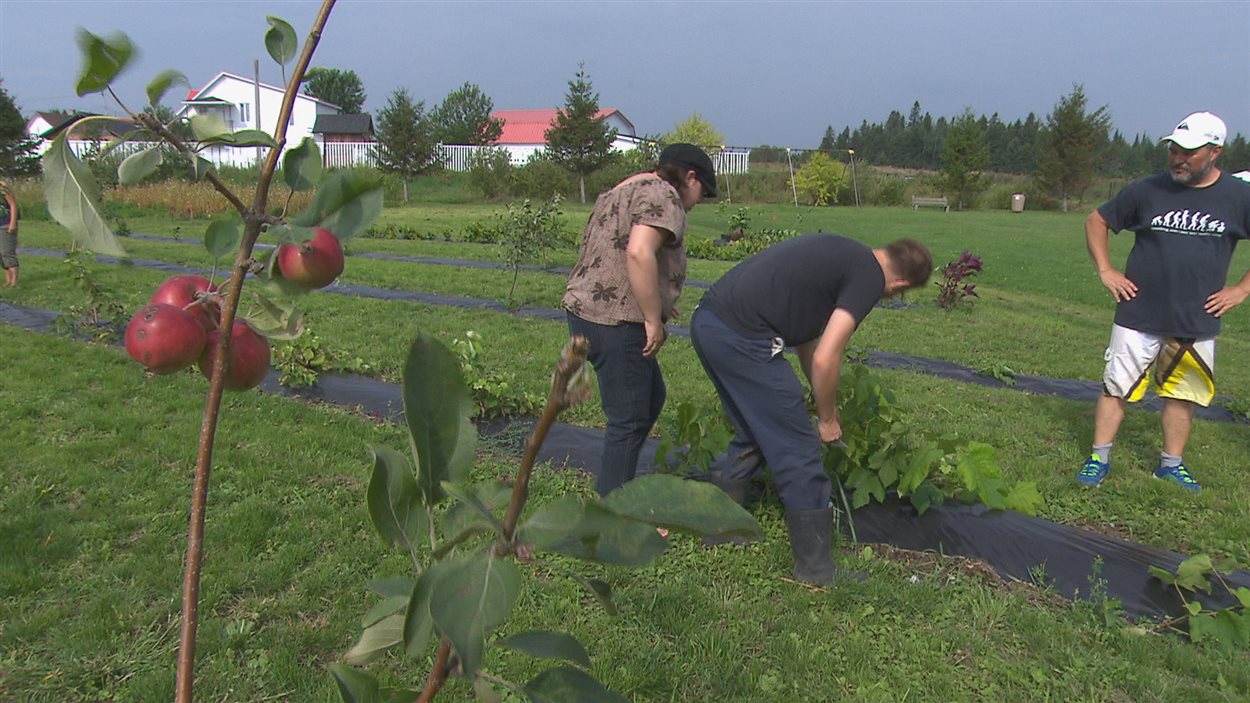 Un verger populaire | Radio-Canada
