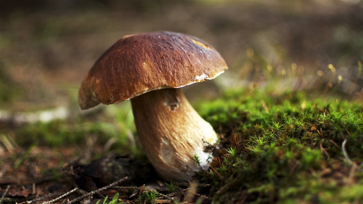 Les amateurs de champignons ont rendez-vous en Outaouais | Radio-Canada