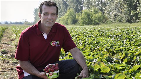 Un bon début de saison pour la fraise du Québec | Radio-Canada