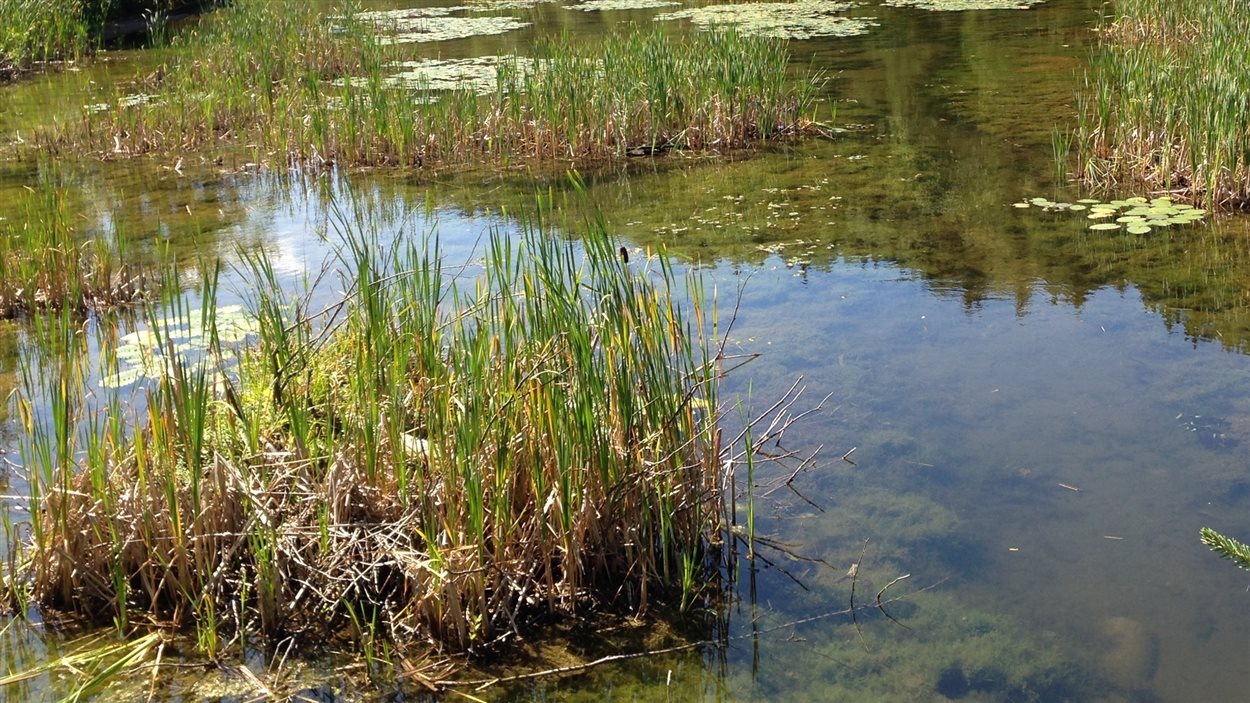 Milieux humides : quand l'agriculture redonne à la nature | Radio-Canada