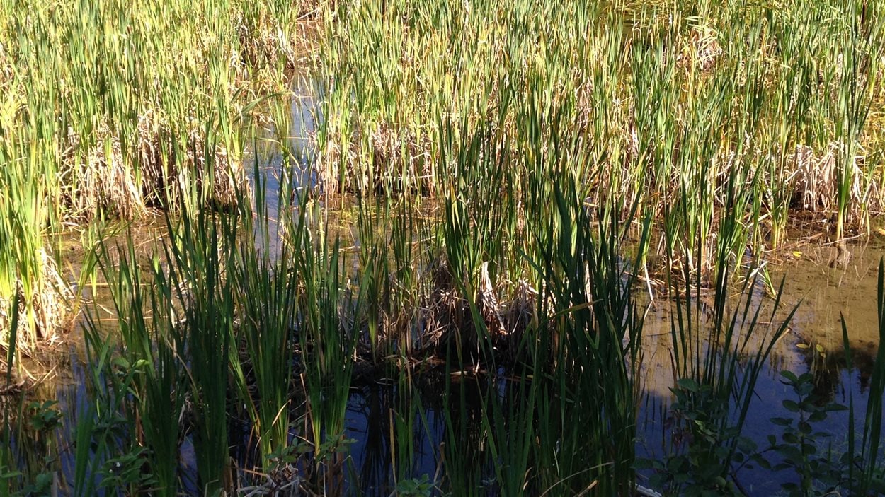 Milieux humides : quand l'agriculture redonne à la nature | Radio-Canada
