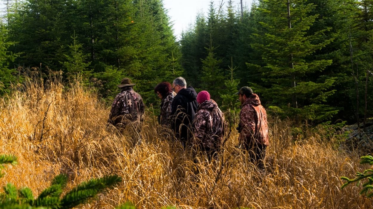 Un safari d'observation de l'orignal à une heure de Québec | Radio-Canada