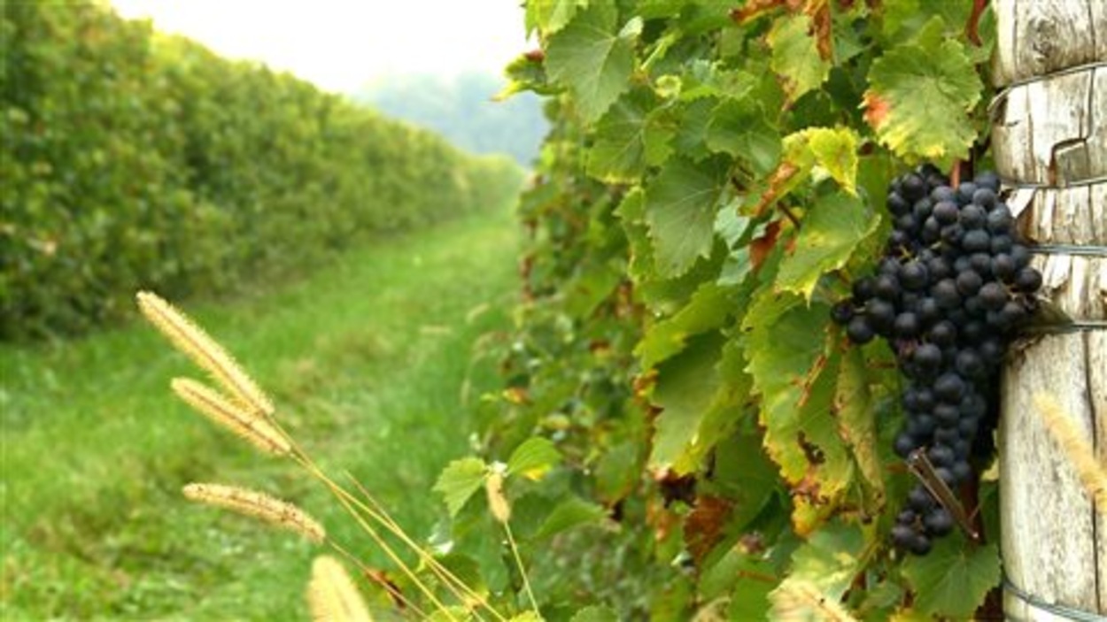 Il y a de plus en plus de vignobles au nord de Montréal | Radio-Canada