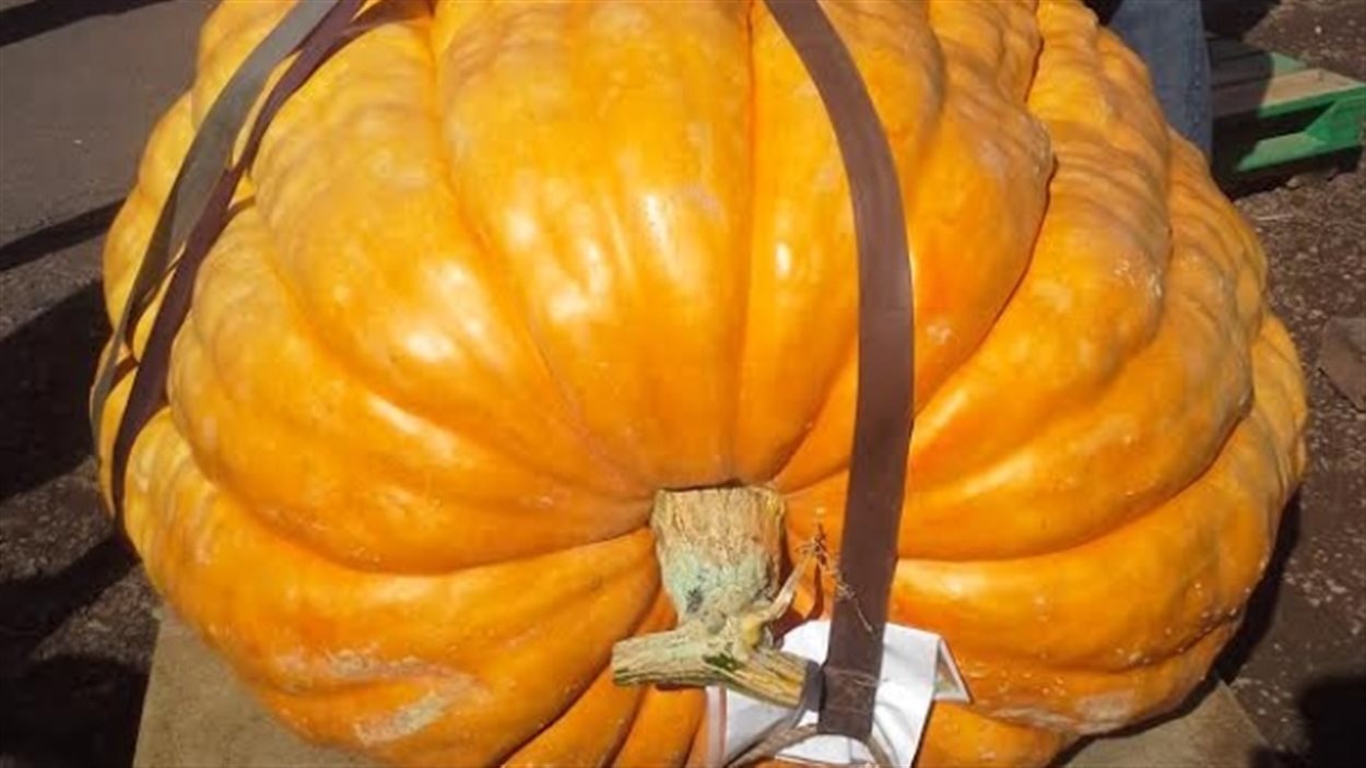 La plus grosse citrouille de l'histoire de l'Î.-P.-É. | Radio-Canada
