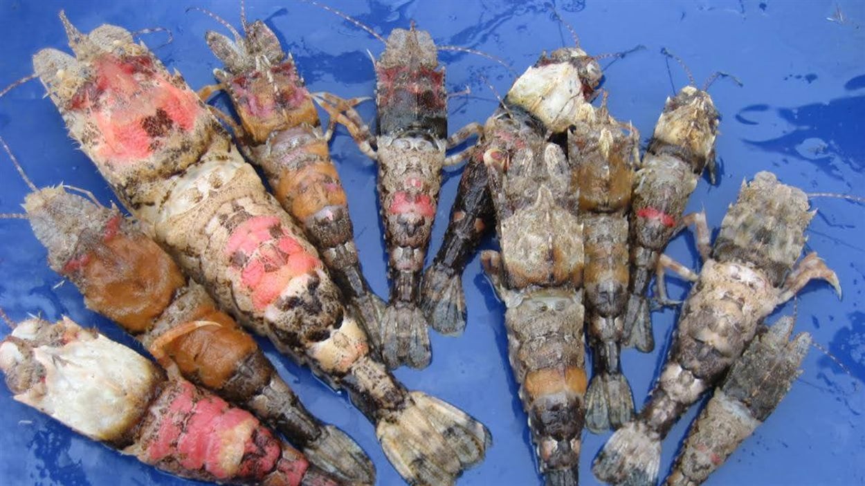 La crevette de roche sous la loupe des chercheurs | Radio-Canada