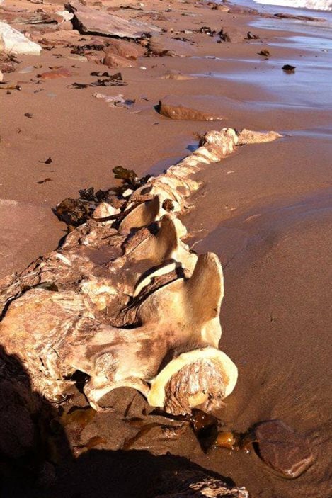 Squelette sur une plage à l'Anse-à-Beaufils : mystère résolu | Radio-Canada