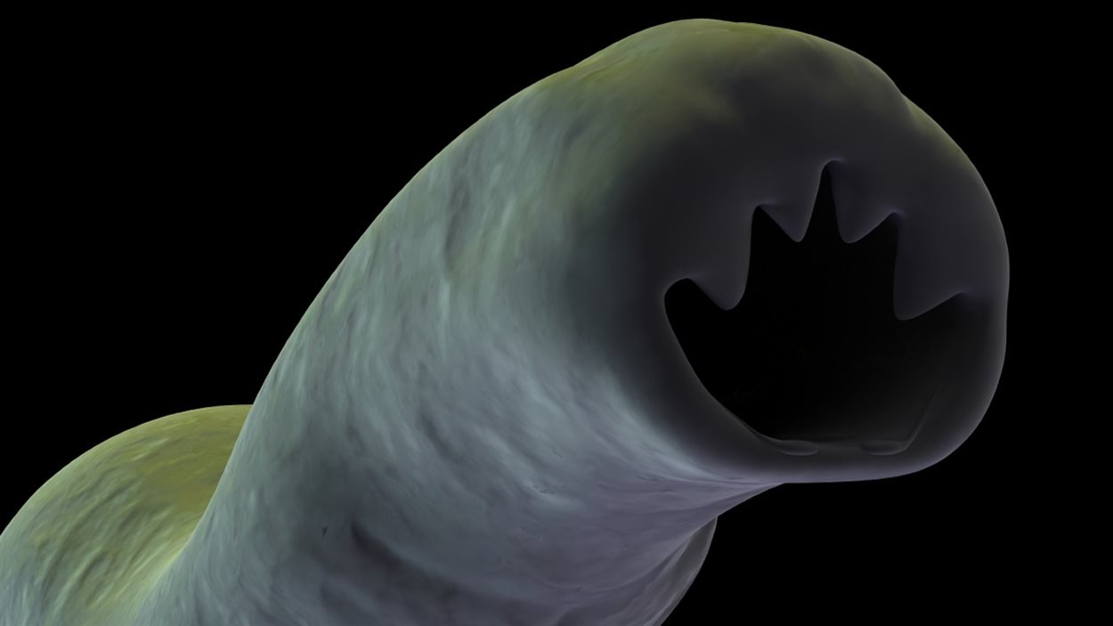 Quand un ver solitaire transmet le cancer | Radio-Canada