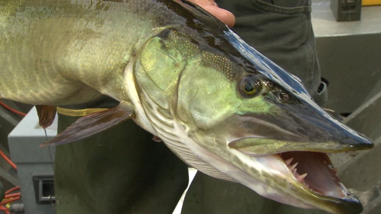 Prolifération du maskinongé | La semaine verte