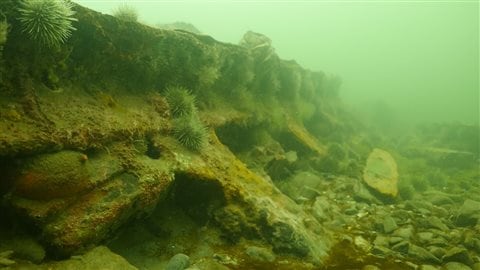 Trois nouvelles épaves identifiées dans le Saint-Laurent | Radio-Canada