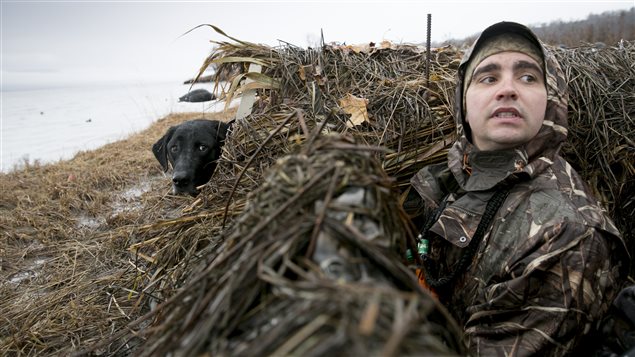 À la chasse aux canards avec Hunter | Radio-Canada