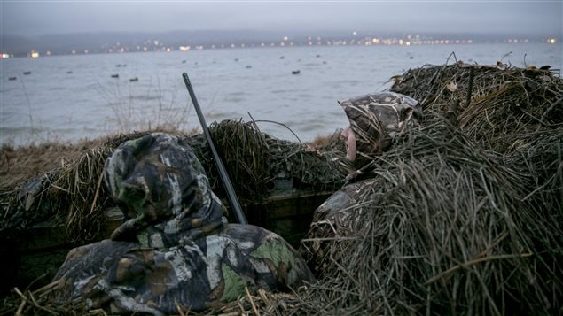À la chasse aux canards avec Hunter | Radio-Canada
